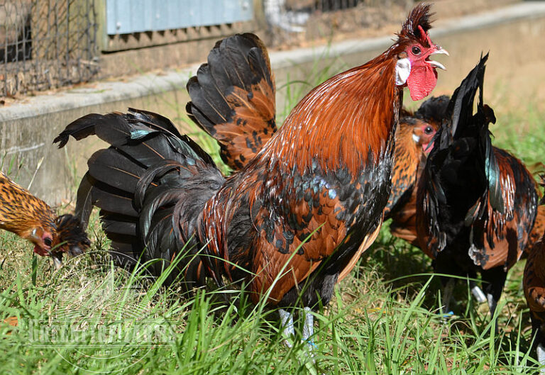 Appenzeller Spitzhauben Chickens - Breed Profile - Backyard Poultry